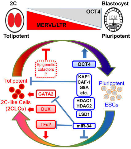 Understanding Totipotency | Wang Lab