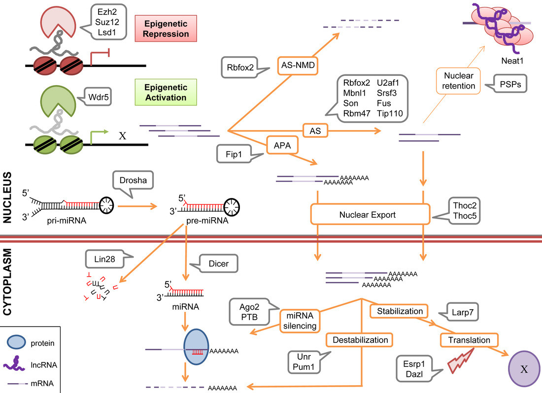 Understanding Stem Cell Pluripotency | Wang Lab