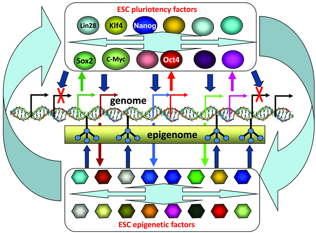Understanding Stem Cell Pluripotency | Wang Lab