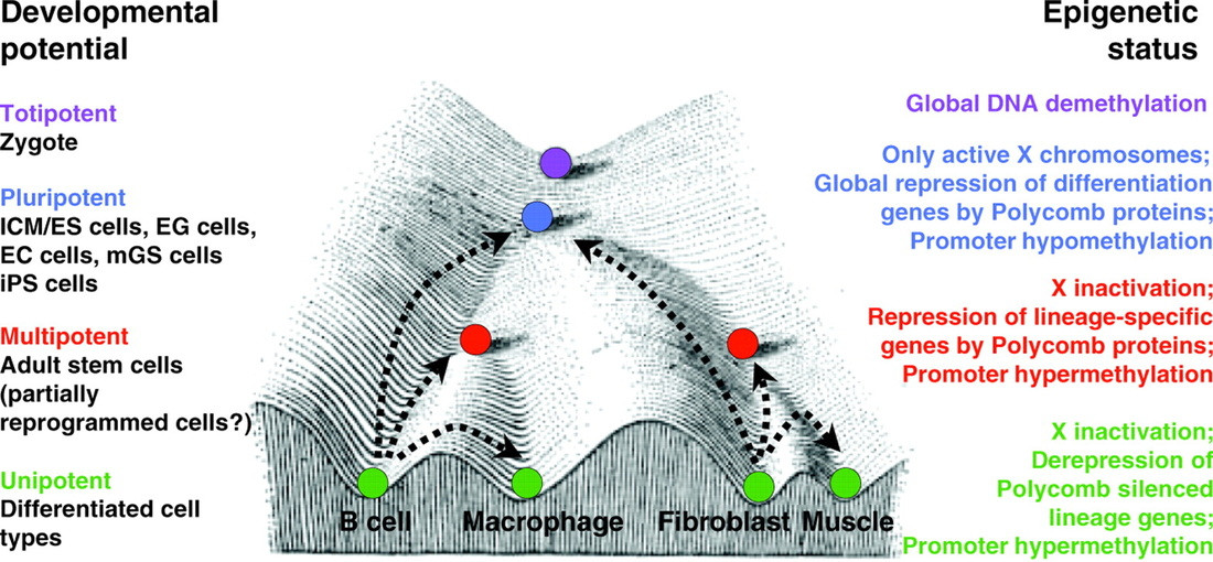 Understanding Totipotency | Wang Lab