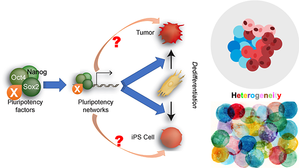 Cancer Stemness | Wang Lab