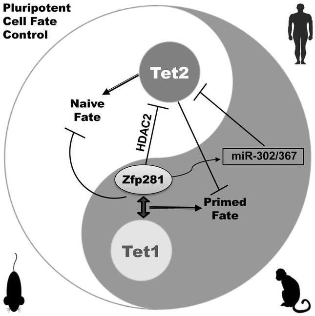 Understanding Stem Cell Pluripotency | Wang Lab