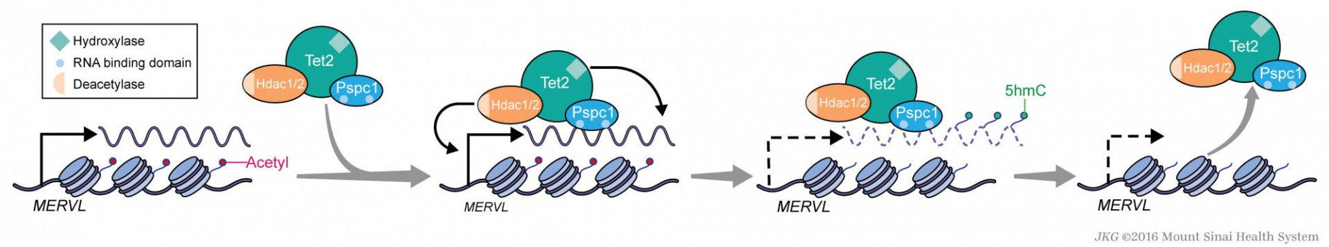 Understanding Totipotency | Wang Lab