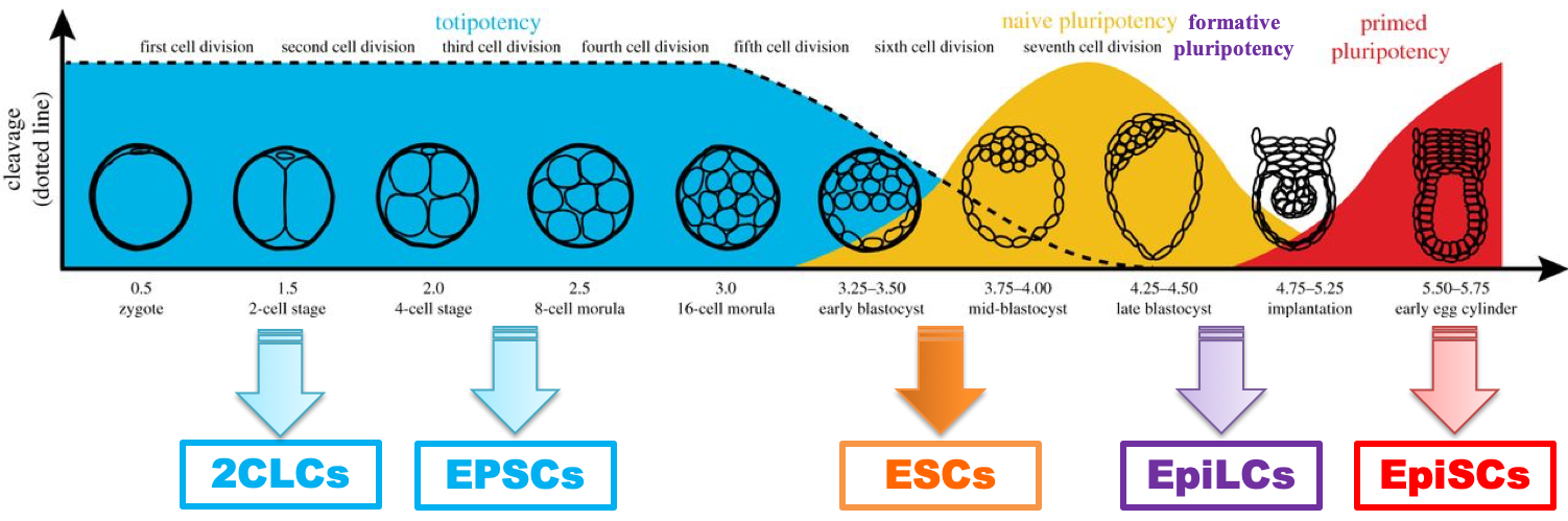 Understanding Stem Cell Pluripotency | Wang Lab